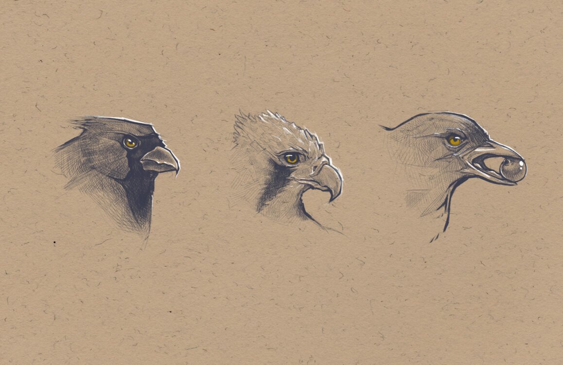 Bocetos de aves - Giu Magnani