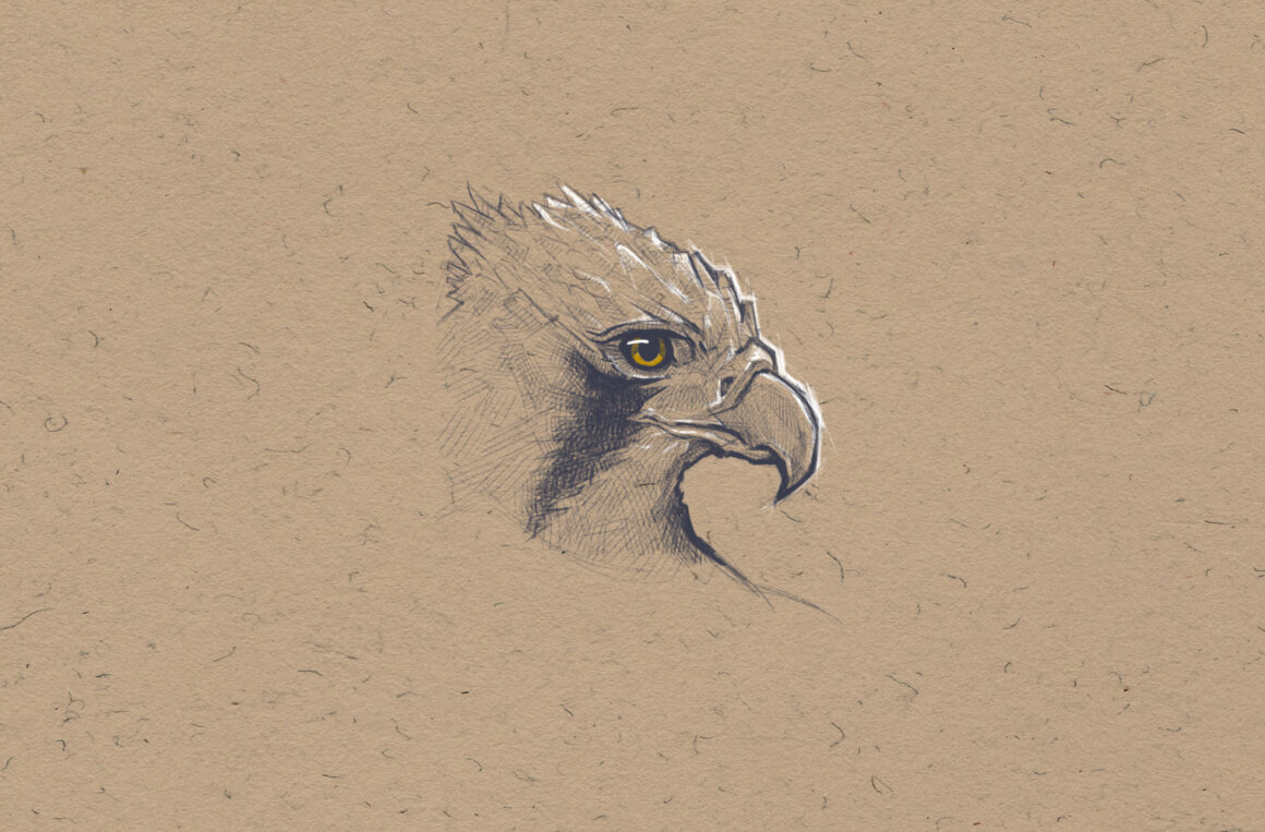 Bocetos de aves - Giu Magnani